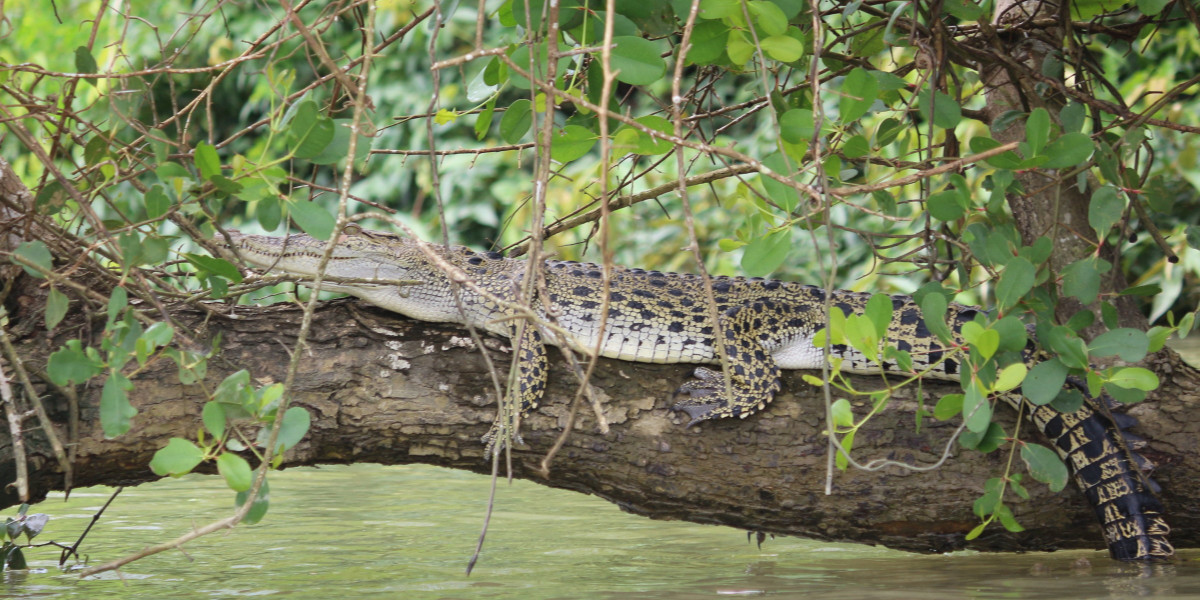 Myanmar Wildlife Experiences in an Ethical and Sustainable Way